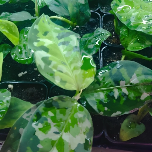 Малыши тропических растений оптом и в розницу от Mixplants | Mixplants.ru
